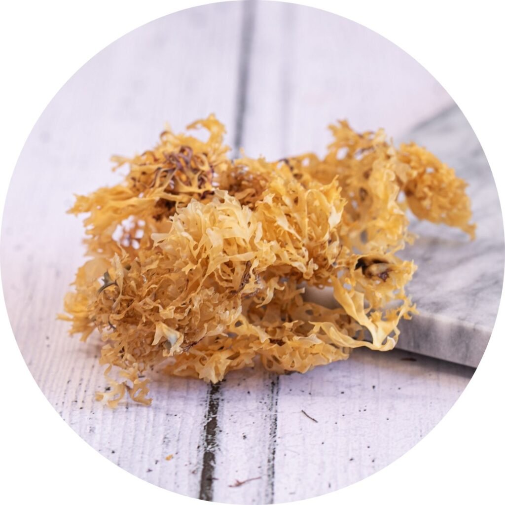 Sea moss Archive